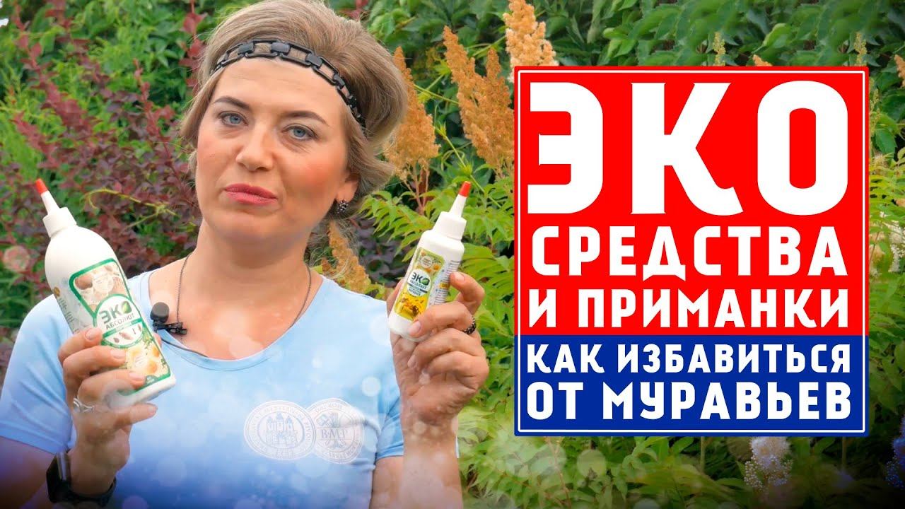 Борьба с муравьями ЭКО-средствами | Лучшие приманки от муравьев | Избавиться от муравьев. Часть 2