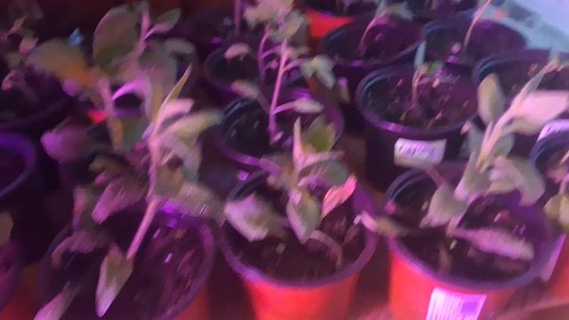 обзор от 08.04.24 огурцов Зозуля, помодор, перца и петуньи