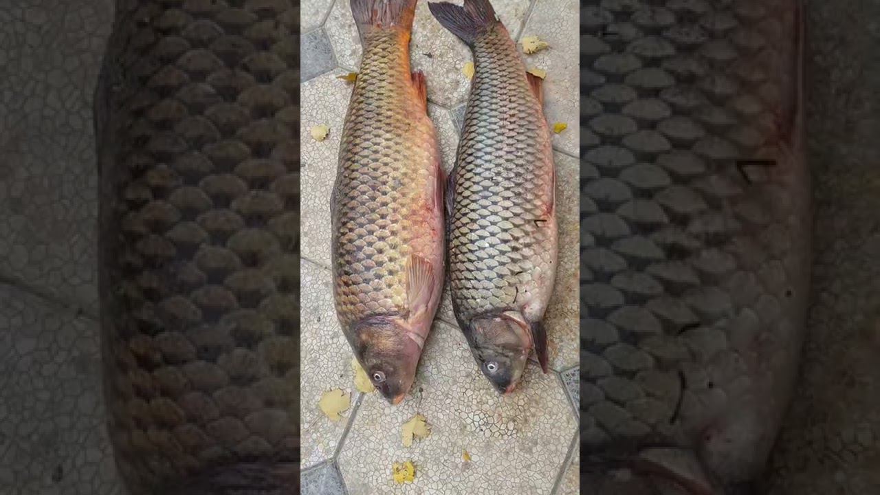 Поймали Двух Гигантских Морских Сазанов Рыбалка в Дагестане