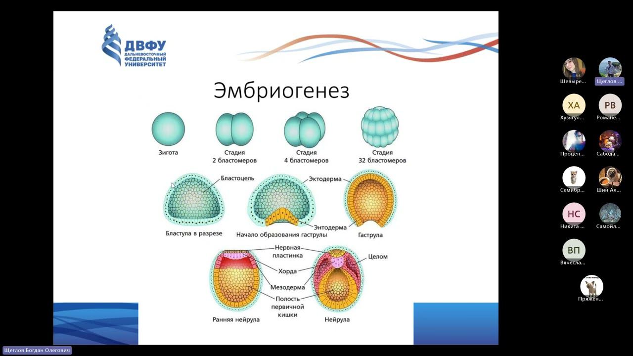 Эмбриология человека