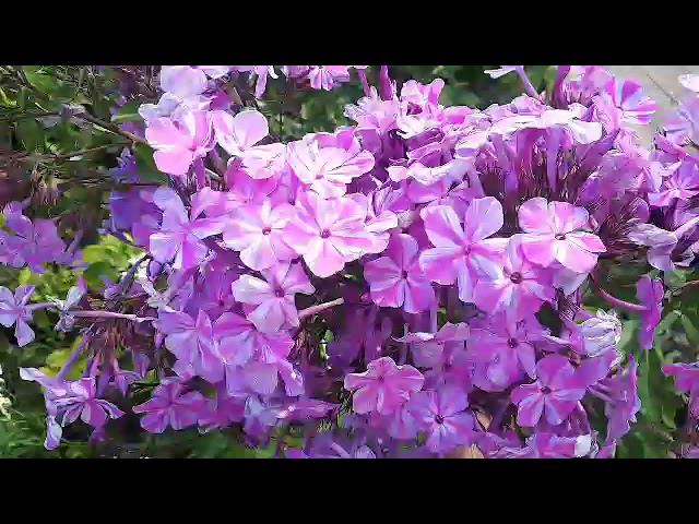 Флоксы в августе, уход.