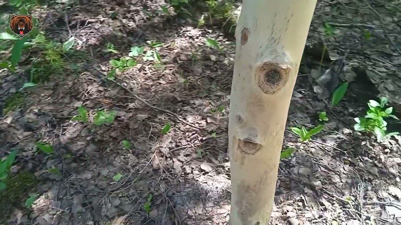 Начало сезона 6