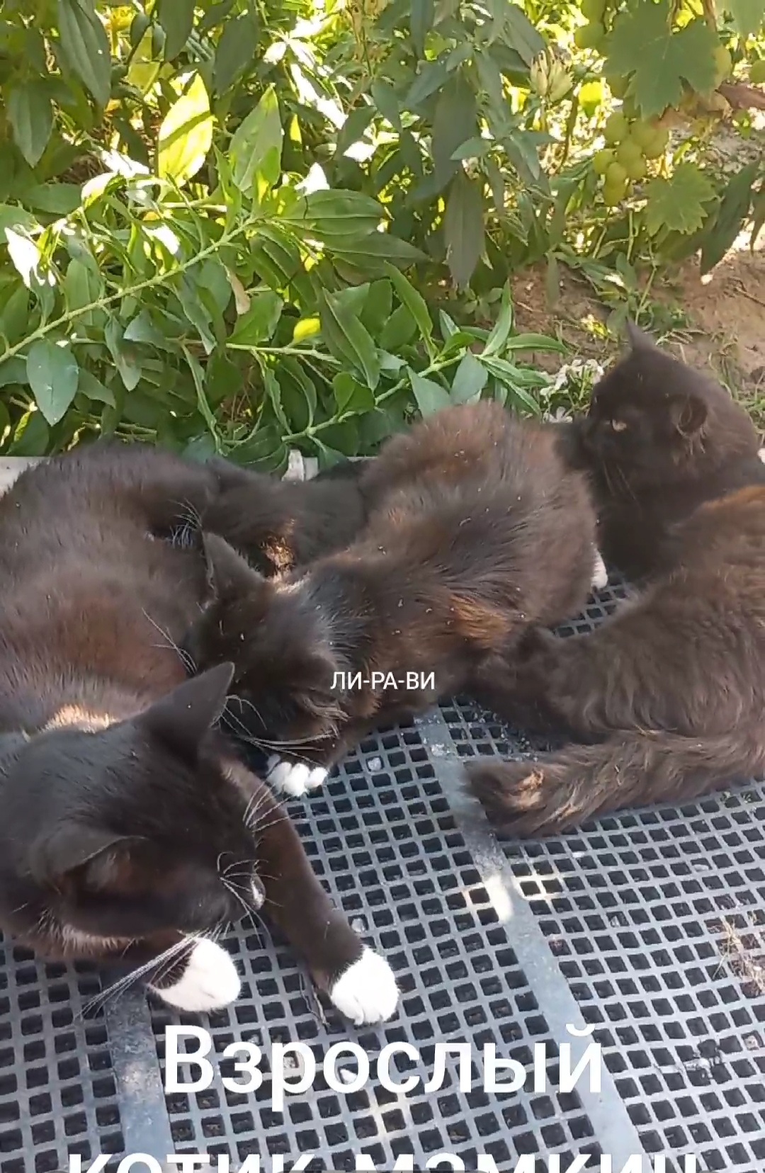 Котик впадает в детство.#Shorts