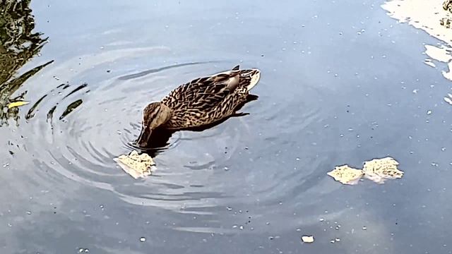 Утка ест хлебушек