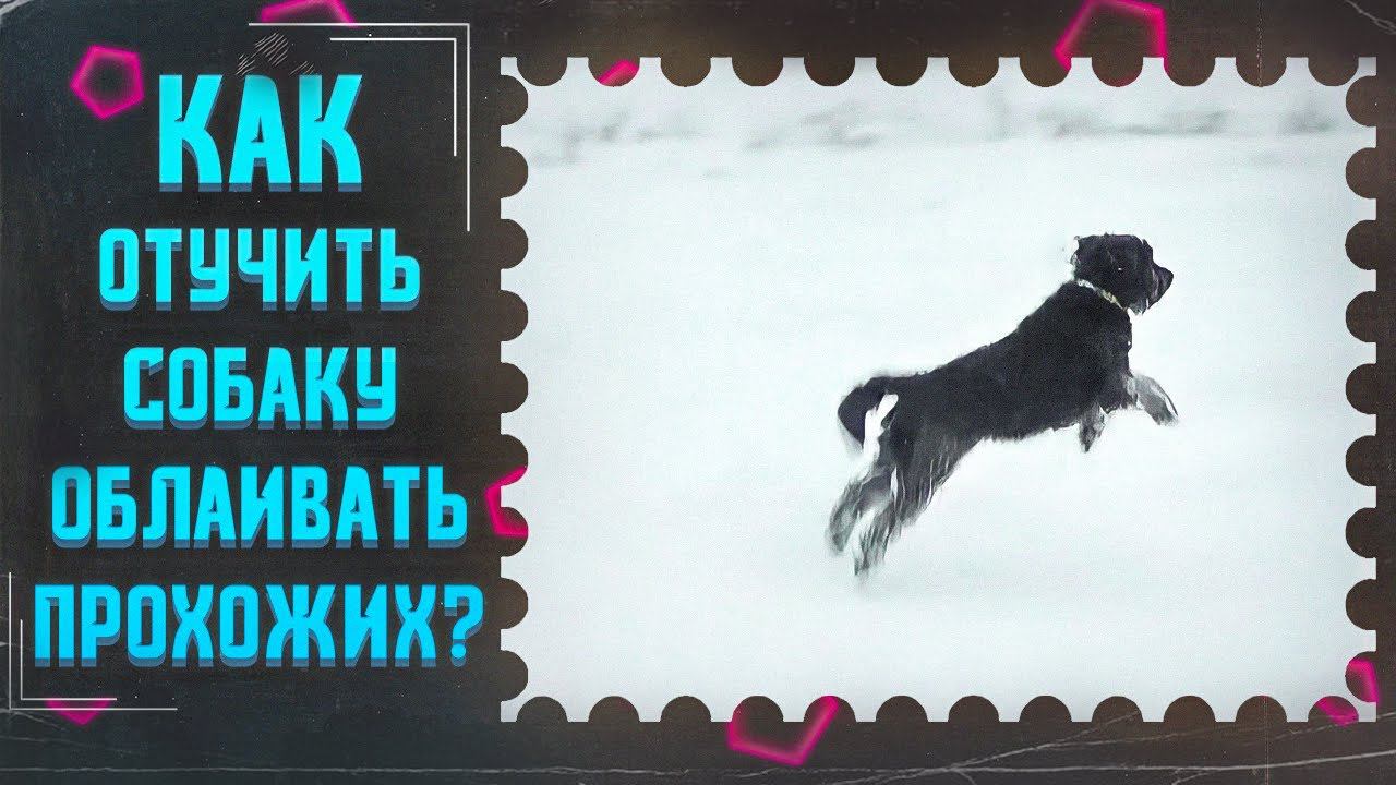 Как отучить облаивать прохожих(один из способов)