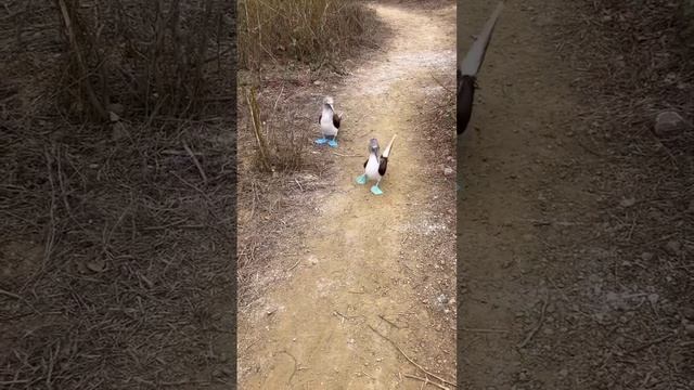 Эй, бахилы снять забыли )))