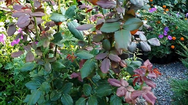 Обработка роз для повторного цветения