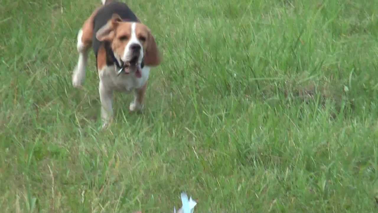 Курсинг в Челябинске 12.06.2013. Бигль Фока