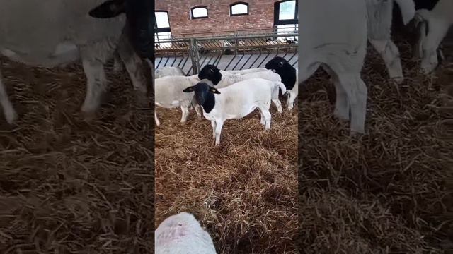 Ягнята дорпер #дорпер #dorper