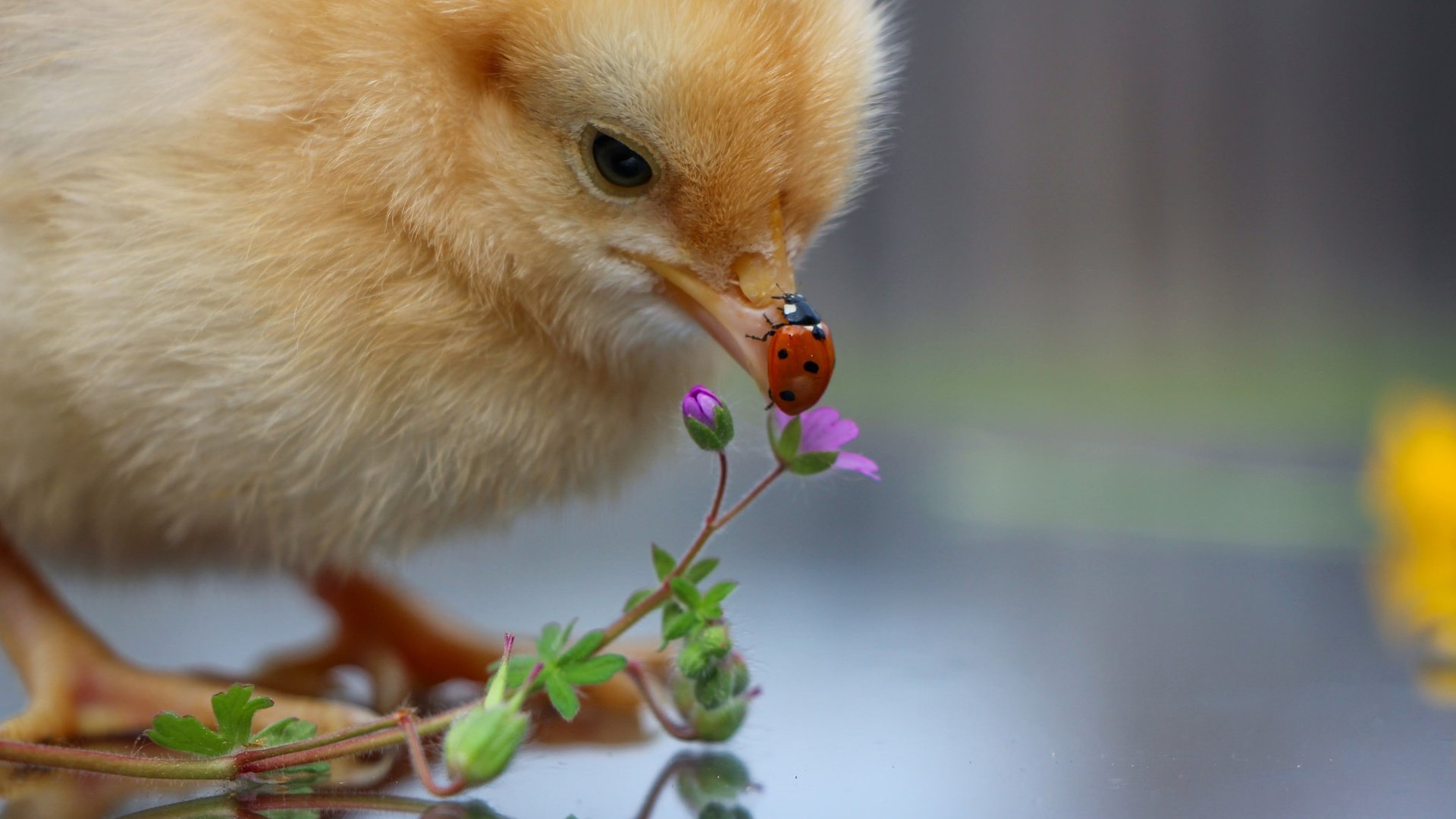 Самые маленькие пушистые и милые создания.