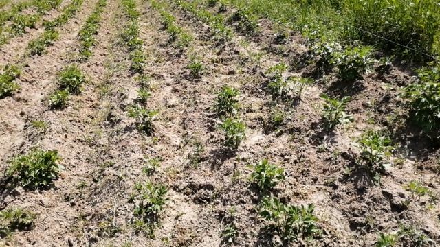 Картошка 25 июня