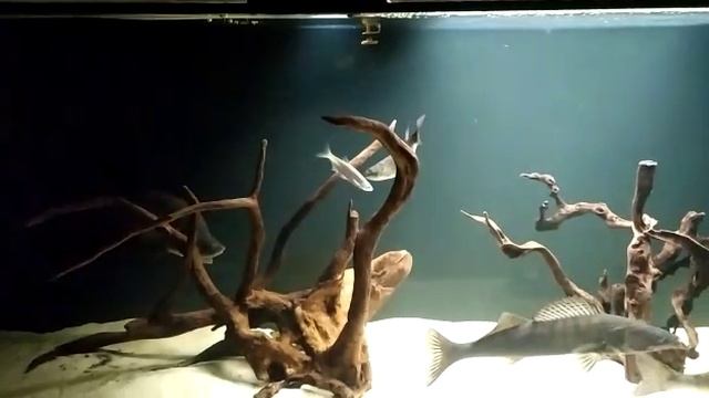 Судачок (грамм на 700) атакует уклейку.