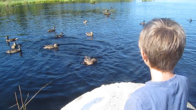 Кормим уточек на природе