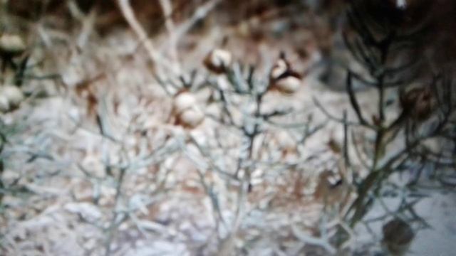 трава могильник.mp4