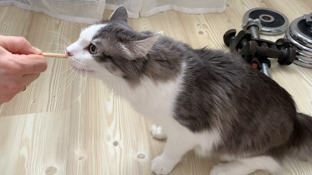 Тяпа кот, а рычит как пес