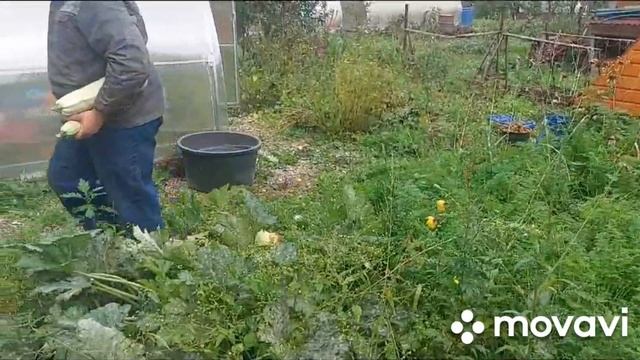 Собрали клубнику и кабачки