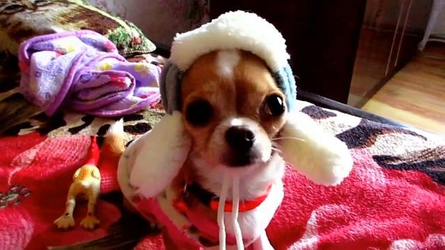 ???Шапка ушанка для собачки чихуахуа. Hat with a fur hat for chihuahua..mp4