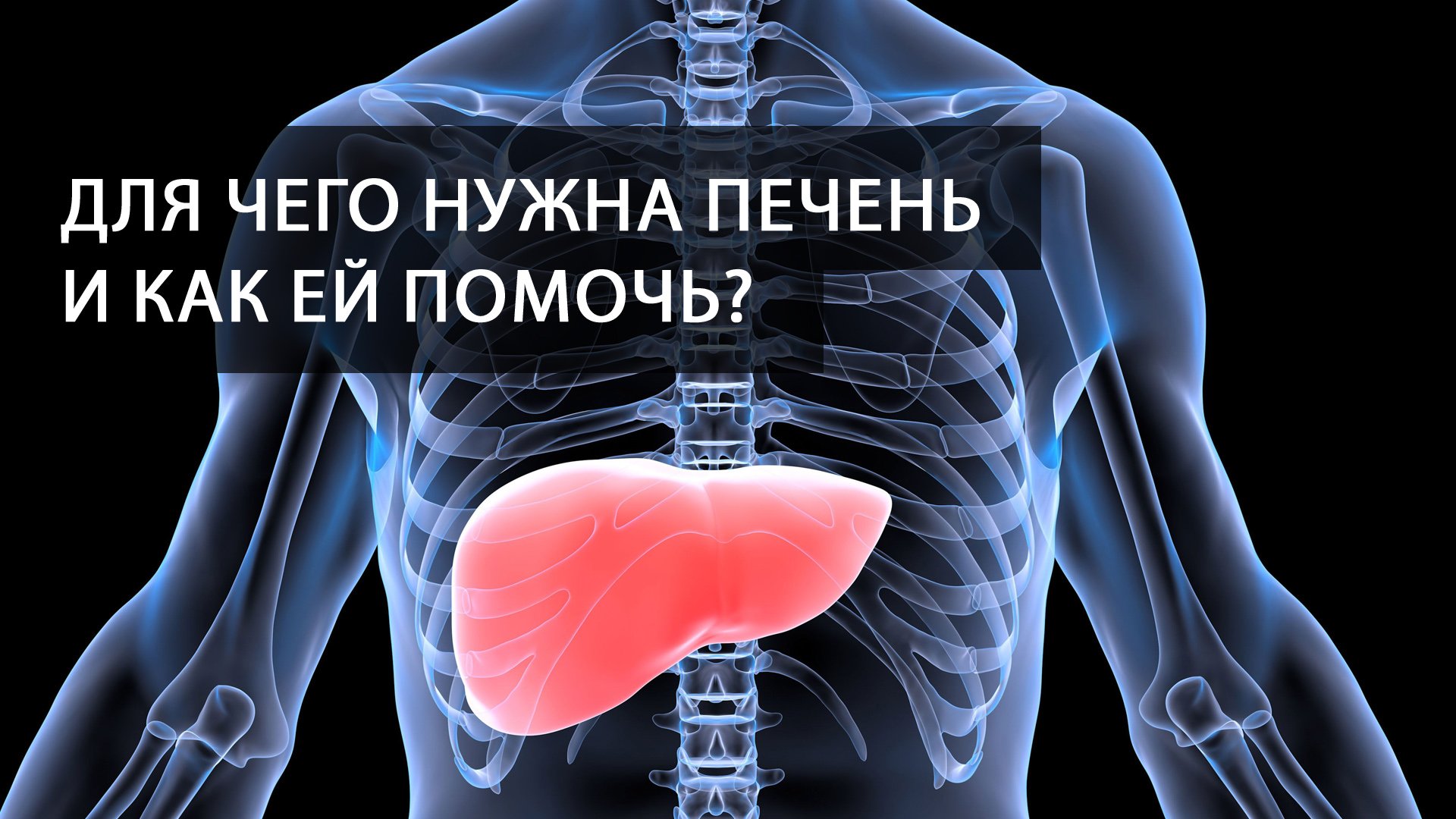 Печень человека. Для чего она нужна? Как работает? Как ей помочь?