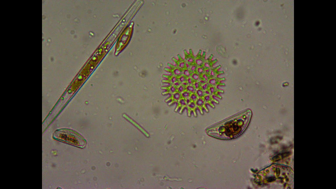 Водоросли и бактерии