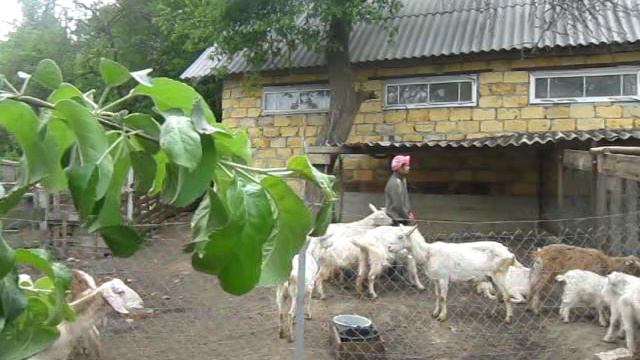 как козлята встречают хозяйку