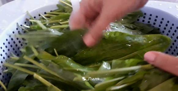 Щавель на зиму холодным способом...