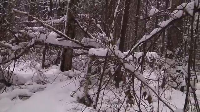 Валежник. Песня о валежнике.Нефтекамск