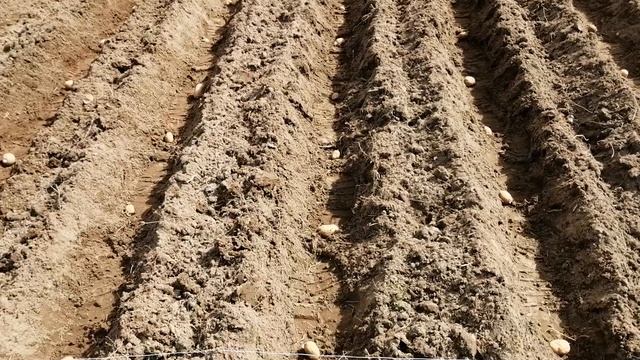 Картошка 2022, часть 3. Укладка картошки в борозды.