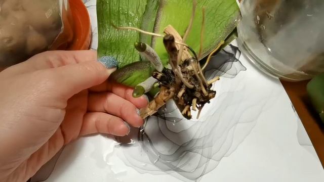 как нарастить корни у орхидеи