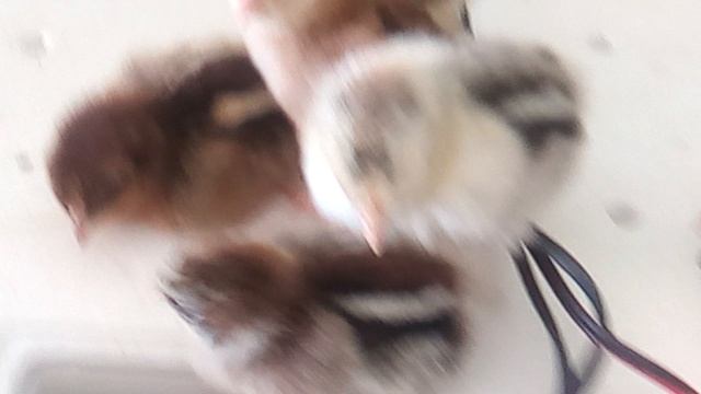 Цыплята - Бурундучки