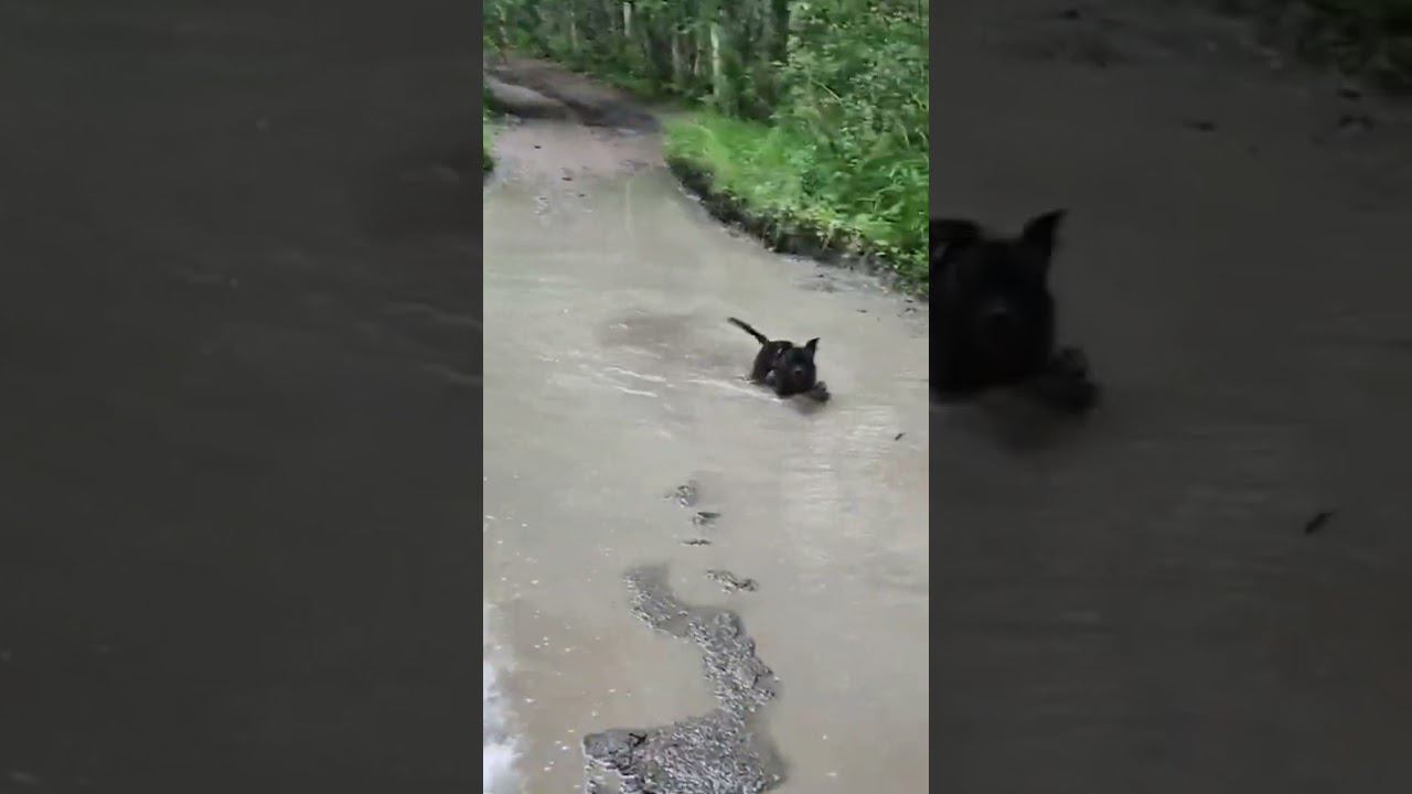 Staffie и лужа!