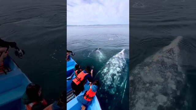 Чаривни Моменти З Гигантськими Сирими Китами Баха Калифорния Мексика