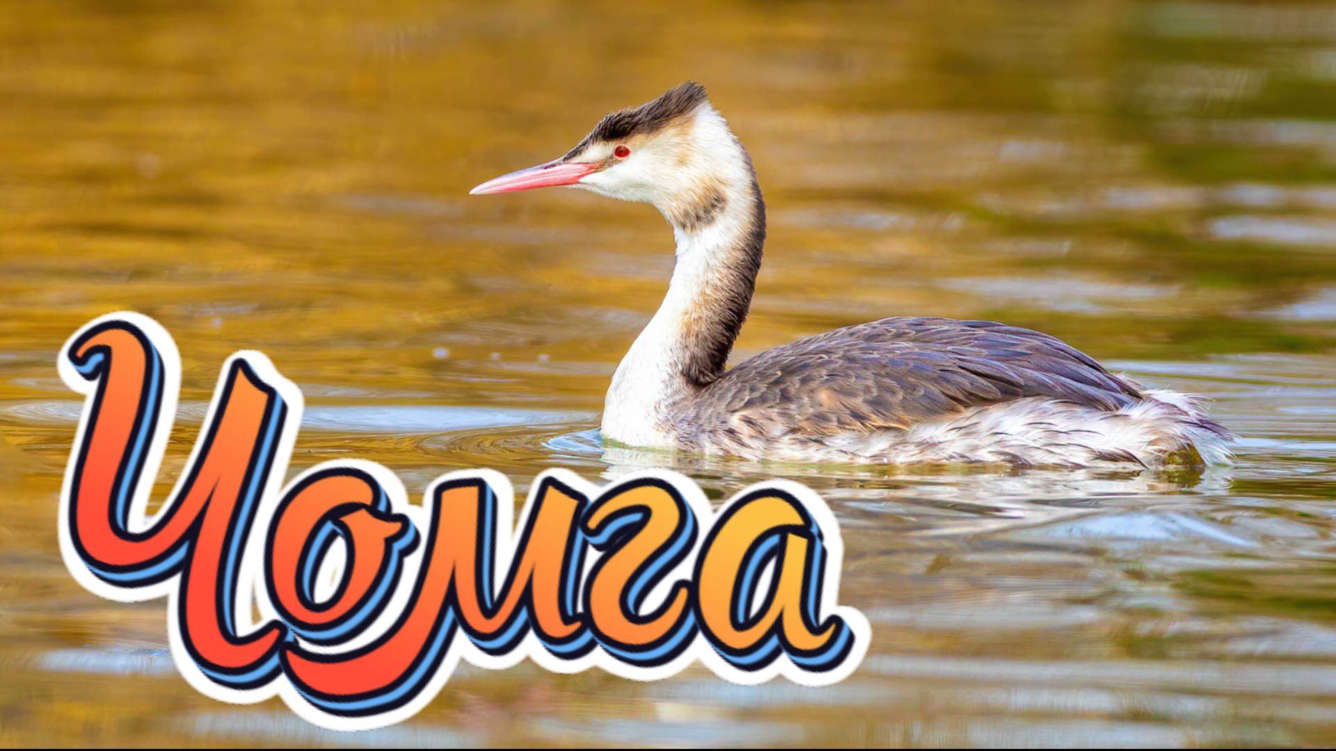 Чомга  Great Grebe
