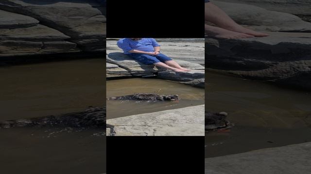 енот купается с мячиком. енот Витя #shorts