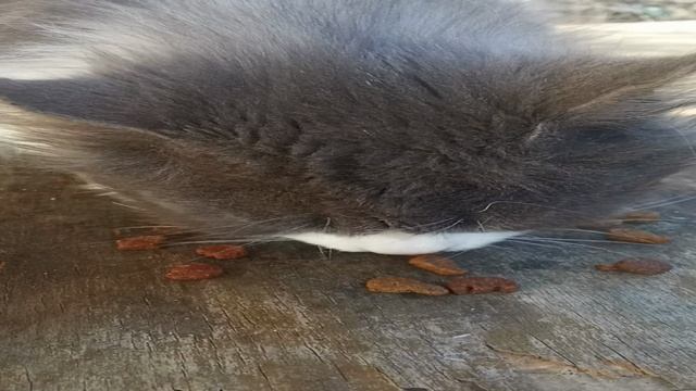 все хотят есть