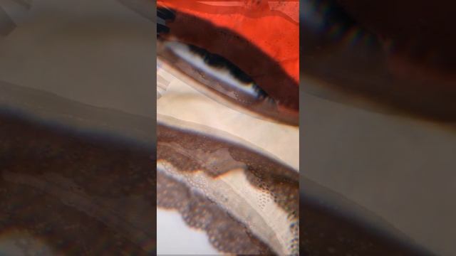 ??Стринги со стропами ? #стринги #трусы #нижнеебелье