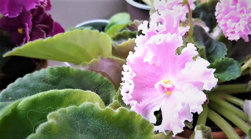 Домашние Фиалки - самые красивые комнатные цветы на мой взгляд.