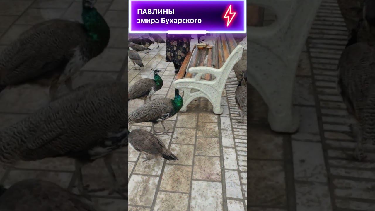 Павлины Эмира Бухарского #shorts #short #shortvideo #shortsvideo #uzbekistan #узбекистан #бухара