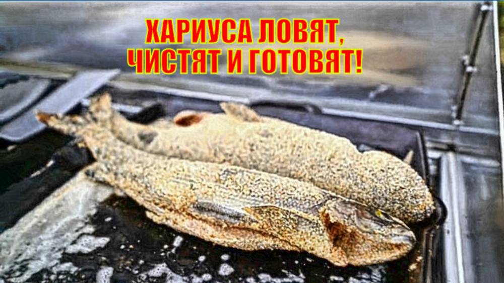 ХАРИУСА ЛОВЯТ, ЧИСТЯТ И ГОТОВЯТ!