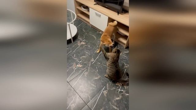 Самые смешные животные / Приколы с котами и собаками(# 63)#Shorts