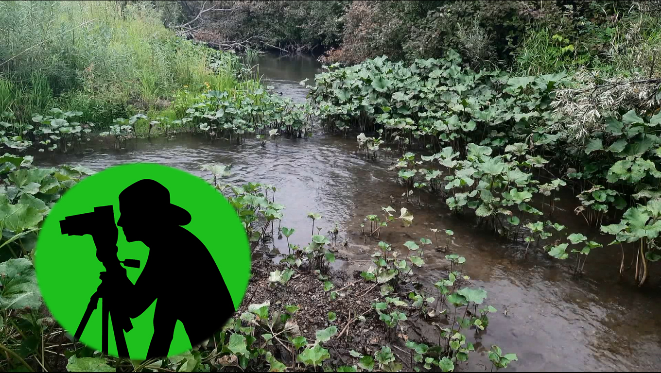 У речки в лесу / Расслабляющие звуки природы для снятия стресса и крепкого сна