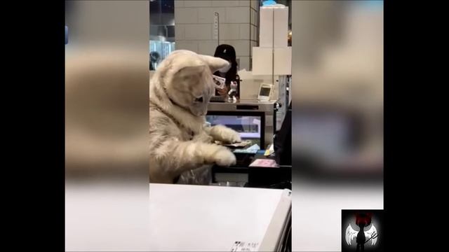 Смех до слёз №6