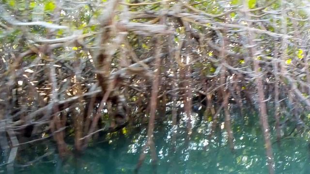 На скорости по мангровым зарослям