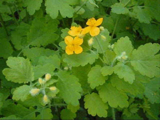 07 Дойти до природы