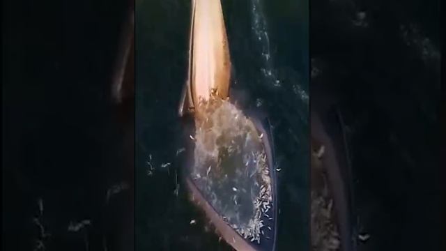 ?Кит обедает шок ?_♀️.