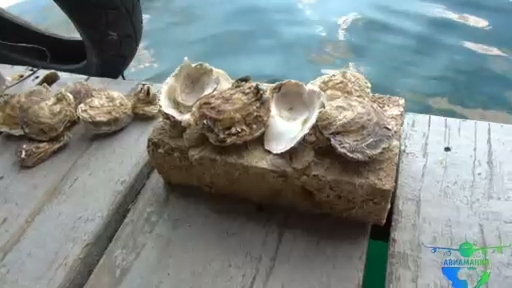 Устричная ферма Черногория | пробуем устрицы и мидии |#Авиамания Montenegro