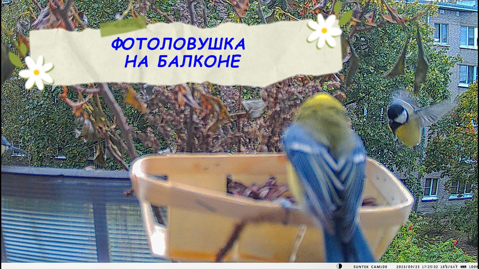 Птички в кадре фотоловушки!