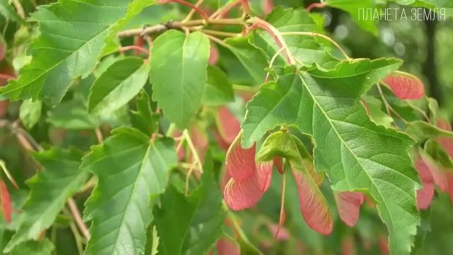 КОМЕДИЯ РОК  Клёны)))