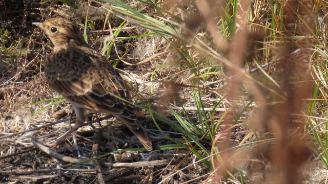 Жаворонок полевой_#3, часть 3, Крылатское, 17 сентября 2024