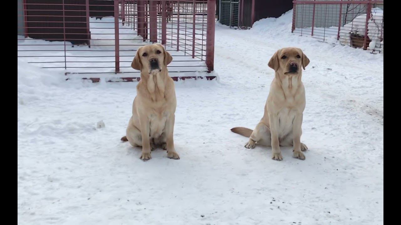 лабрадоры / SHATSKIKH`S DOGS / Тренировки / Выдержка.