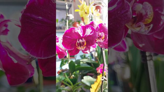 #фаленопсис Lianher Focus темный вариант🌸 #орхидеи #цветениеорхидей #цветы #растения #shorts